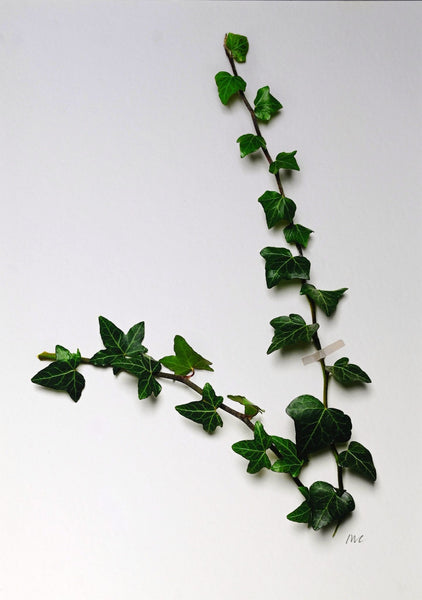 Miranda Carter Ivy A4 Print – Always Sunday Store